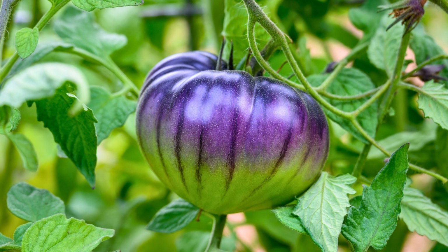 7 Colorful Tomatoes That Are Almost Too Pretty to Eat