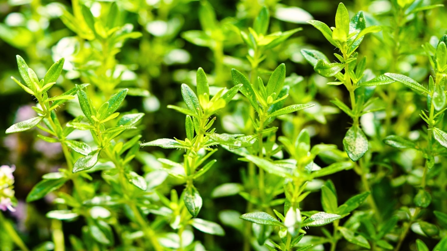 21 Heat-Tolerant Herbs For Hot Climates