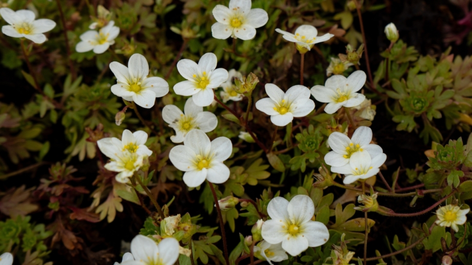 13 Beautiful Perennials for Pacific Northwest Gardens