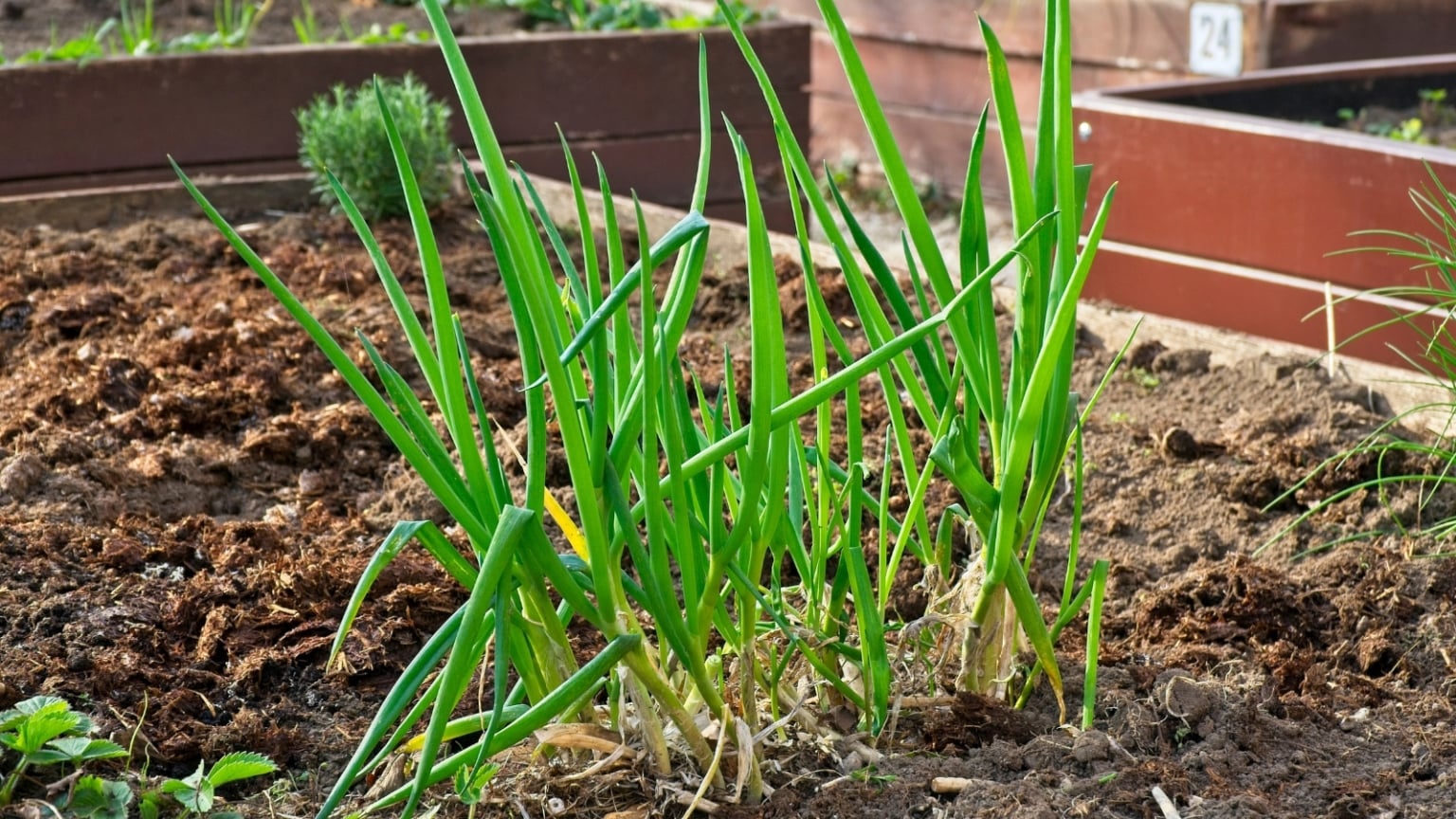 27 Easy-to-Grow Vegetables for Raised Beds