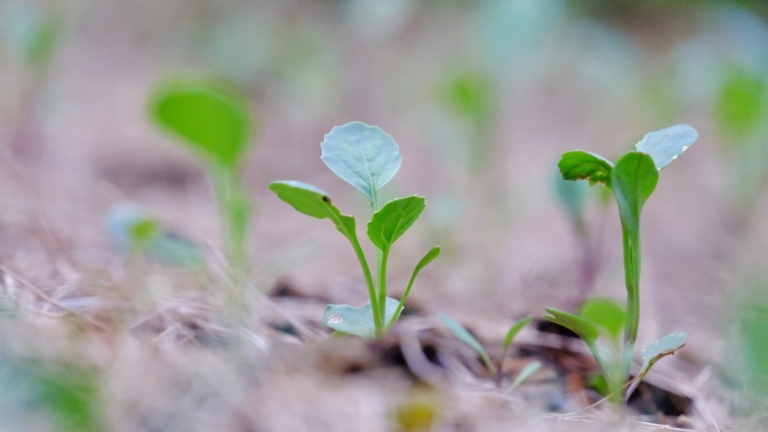 13 Best Bolt-Resistant Crops For Your Vegetable Garden