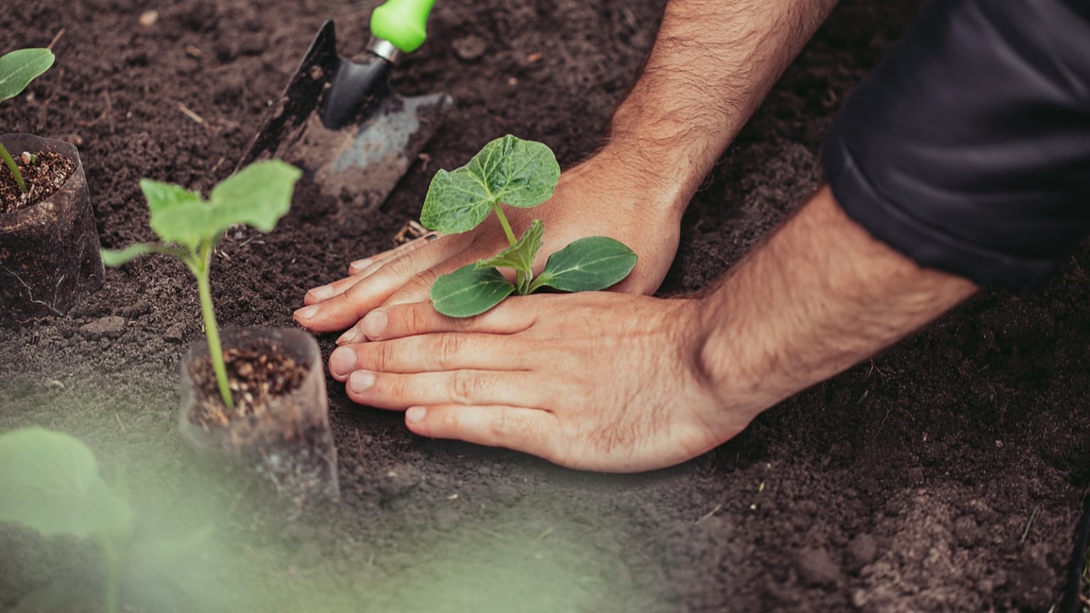 When to Sow Cucumber Seeds in Your Zone