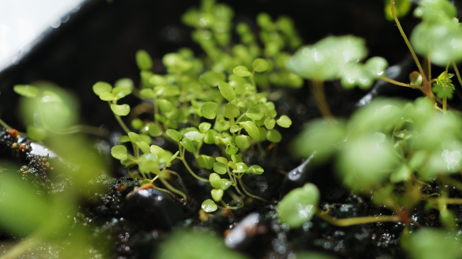 How to Plant, Grow, and Care for ‘Kent Beauty’ Ornamental Oregano