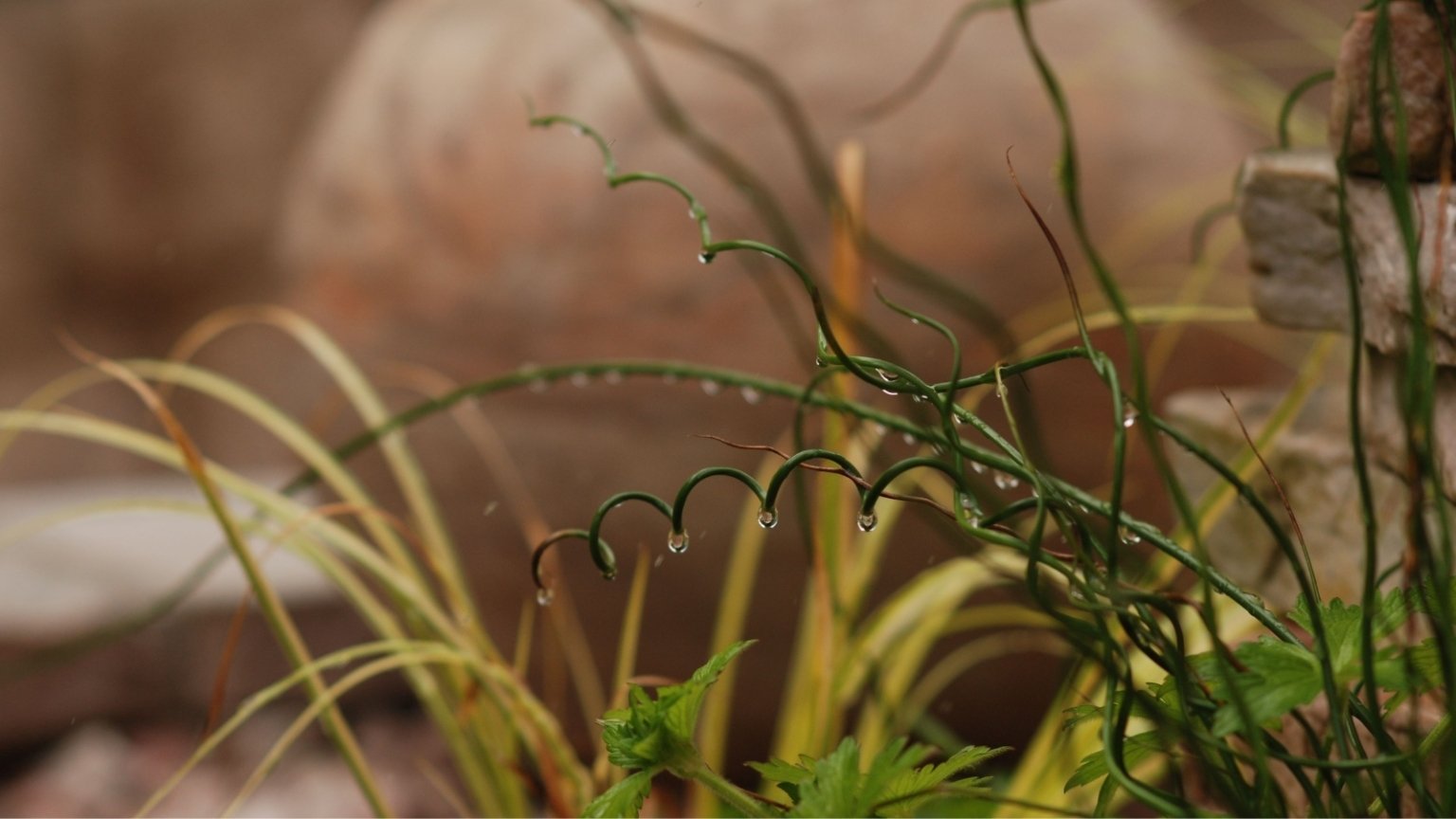 21 Plants that Thrive in Wet Soil