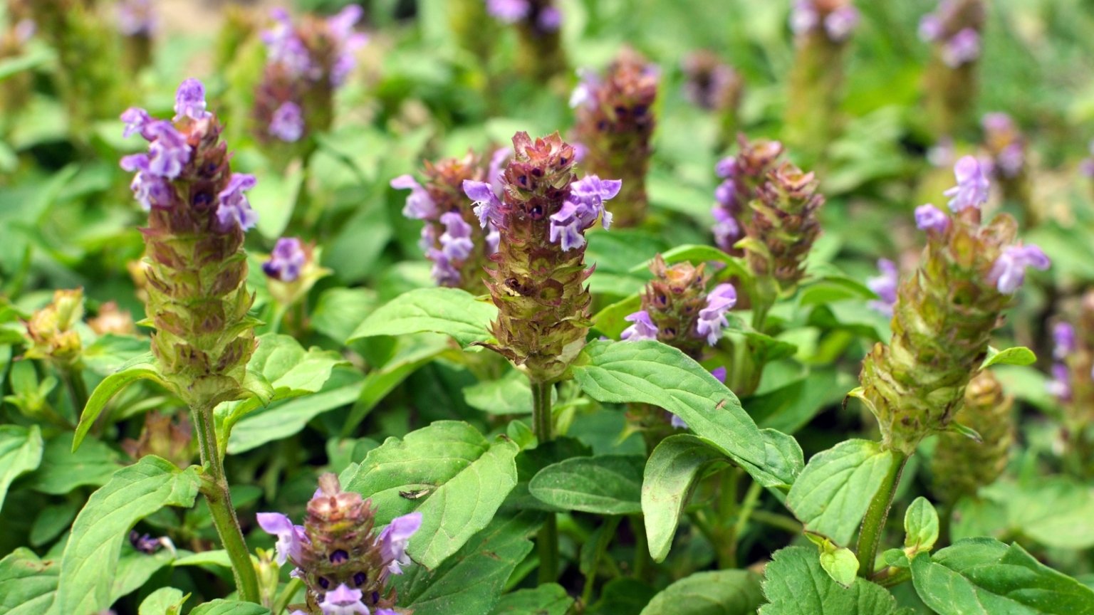 41 Beneficial Weeds and Their Uses