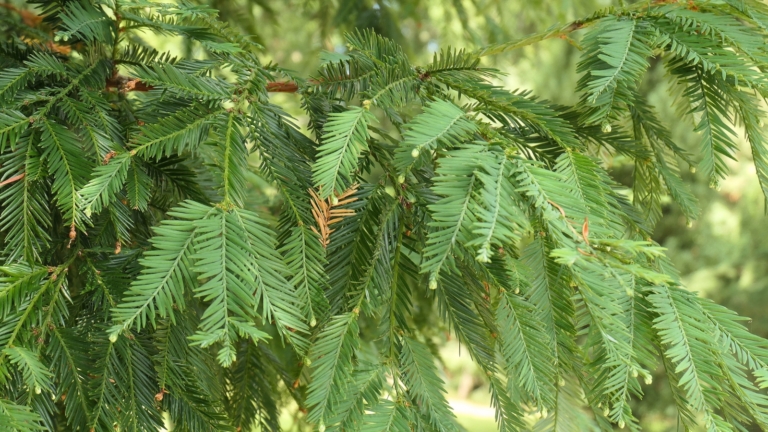 25 Types of Conifers for Home Landscapes