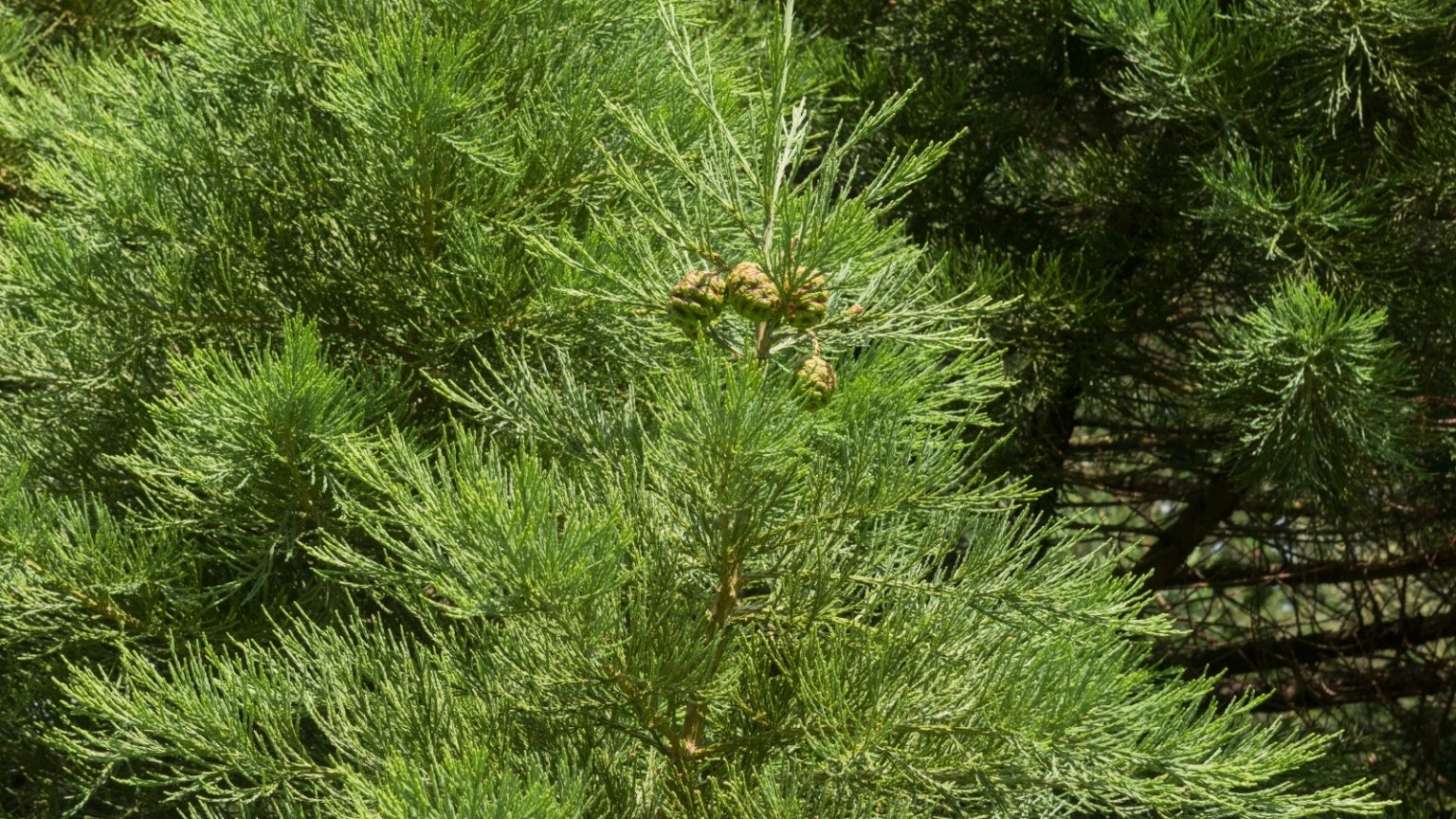 25 Types of Conifers for Home Landscapes