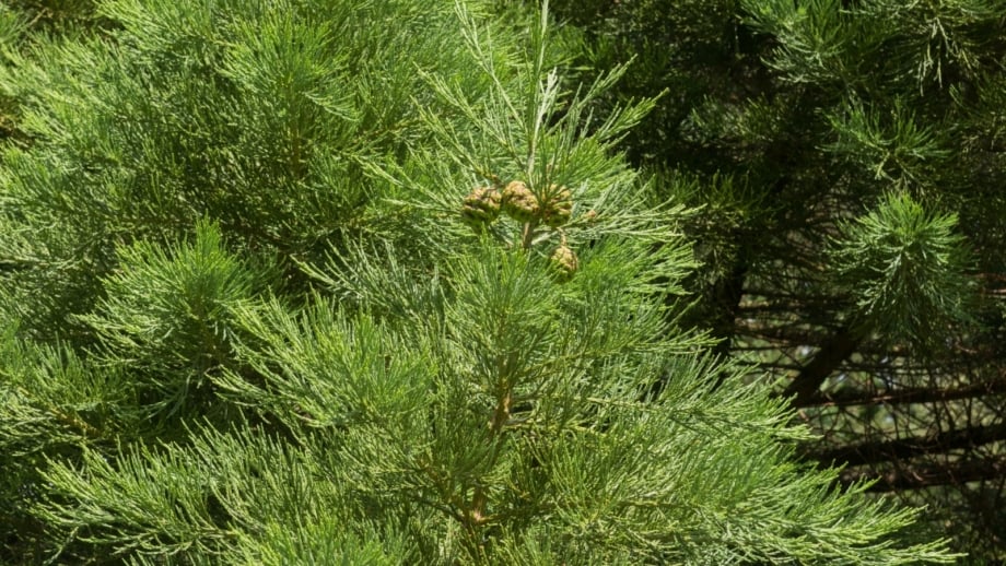 25 Types of Conifers for Home Landscapes