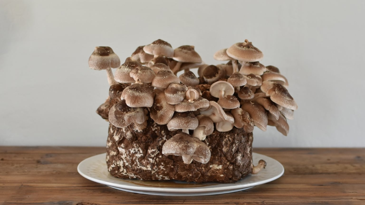 Growing Shiitake Mushrooms At Home: The Complete Guide