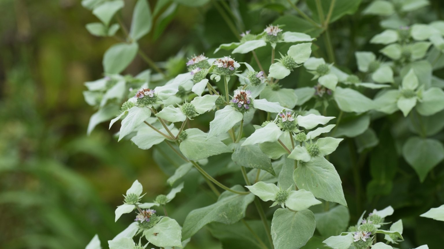 How to Plant, Grow, and Care for Mountain Mint