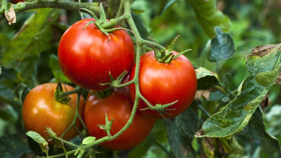 Can You Grow Tomatoes in the Shade?