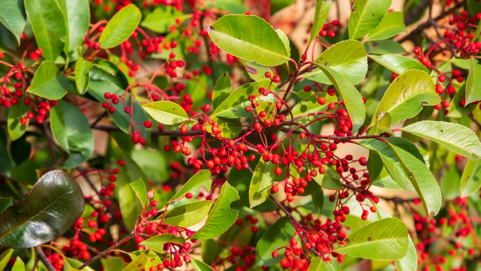 16 Pretty Garden Shrubs with Red Berries
