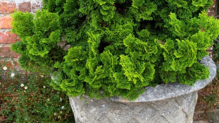 12 Narrow Columnar Trees for Small Spaces - Epic Gardening