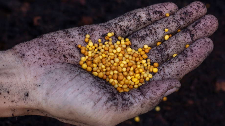 How to Plant, Grow, and Care for Buckwheat