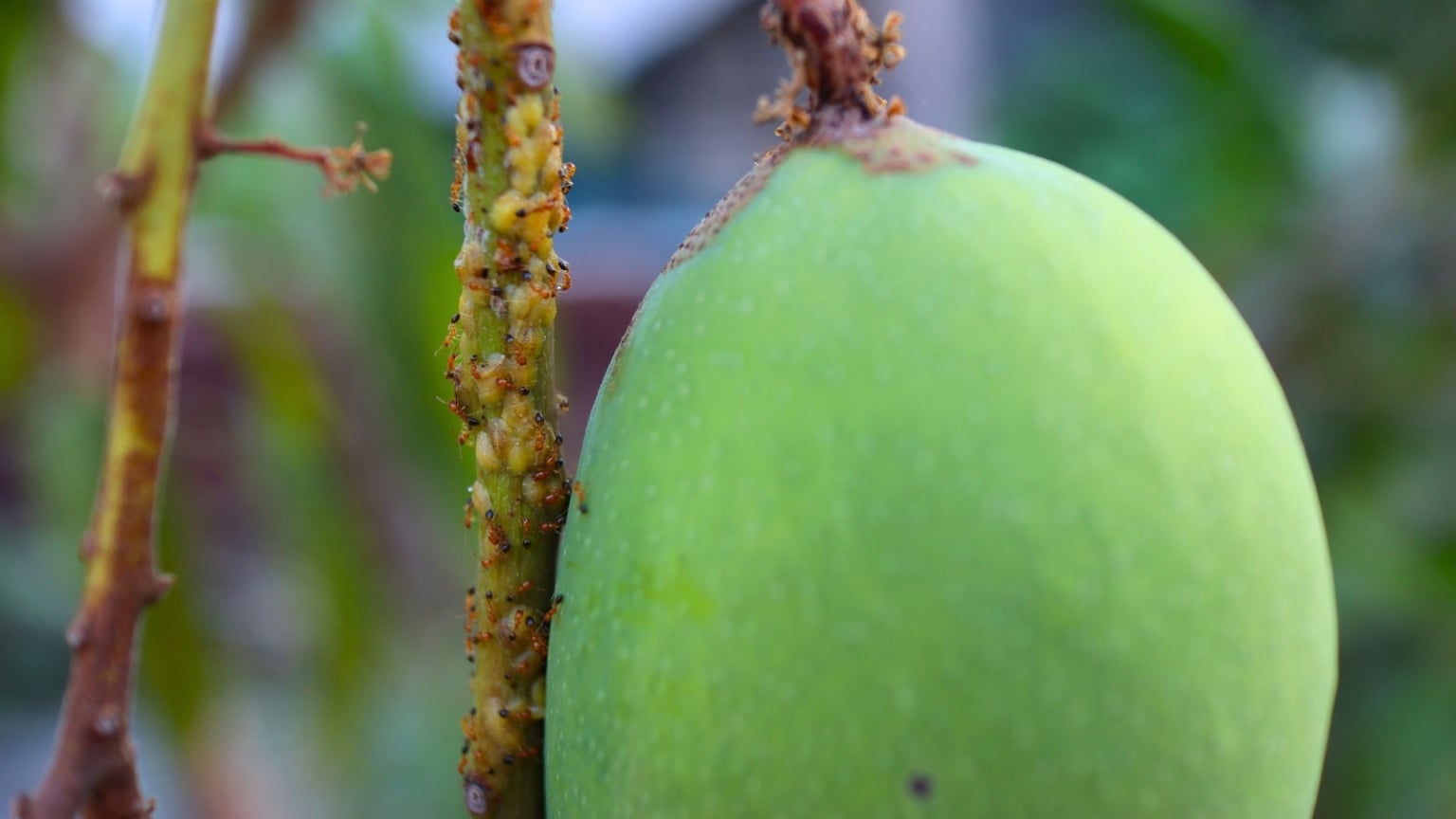 How to Plant, Grow, and Care for 'Glenn' Mango Trees