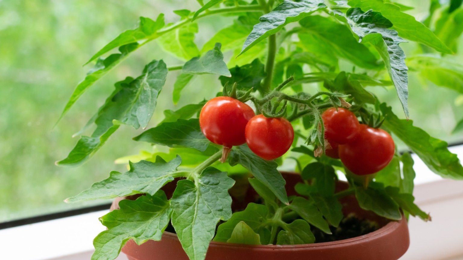 13 Best Tomato Varieties to Grow in Pots and Containers