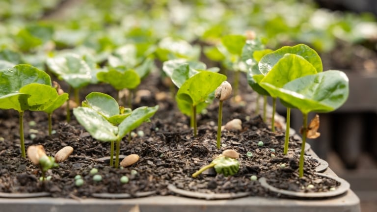 How to Plant, Grow, and Care for Coffee Plants