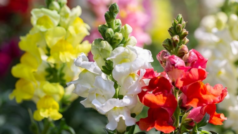 21 Companion Plants to Grow With Petunias This Season