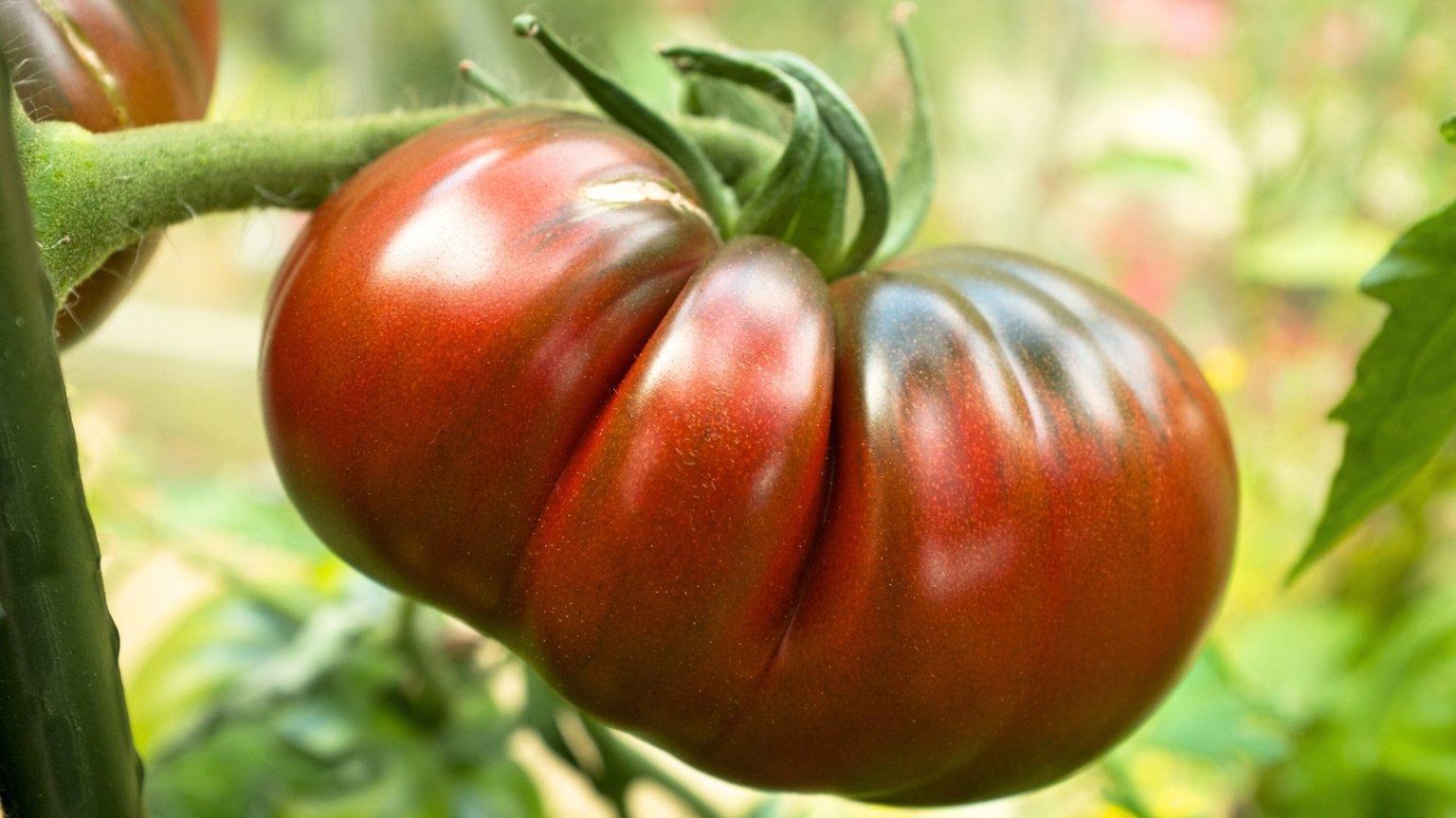 17 Tastiest Tomato Varieties for Fresh Eating