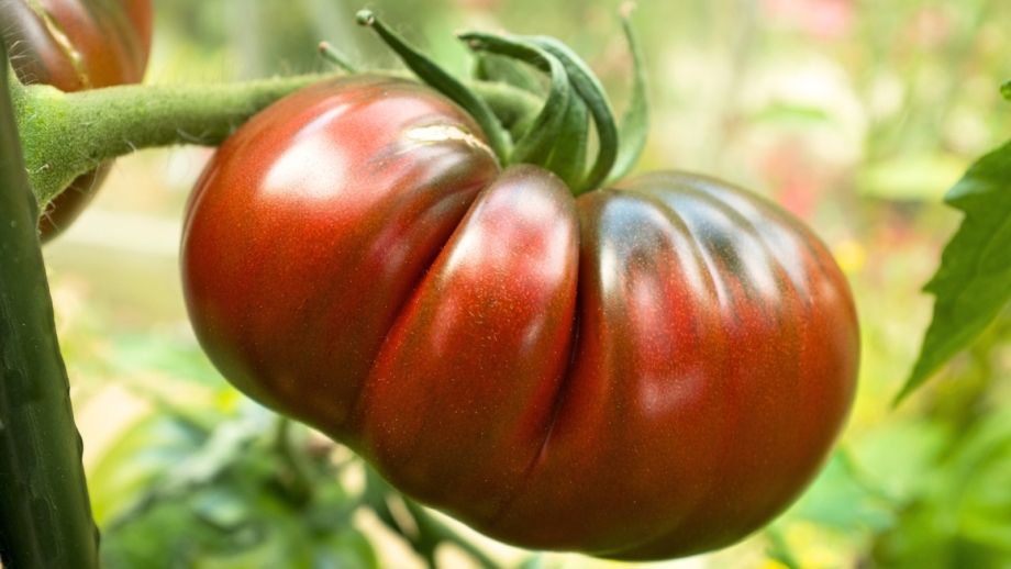 17 Tastiest Tomato Varieties for Fresh Eating