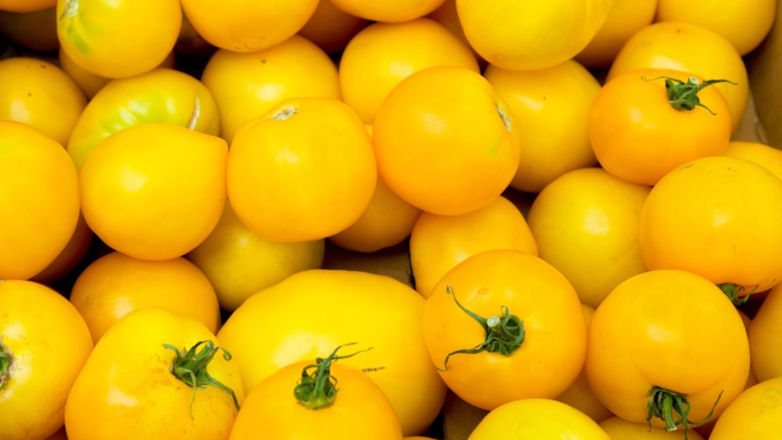 17 Tastiest Tomato Varieties for Fresh Eating
