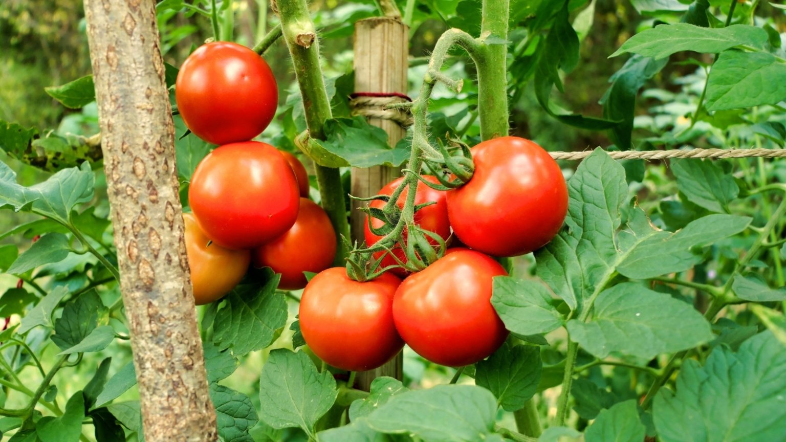 17 Tastiest Tomato Varieties for Fresh Eating
