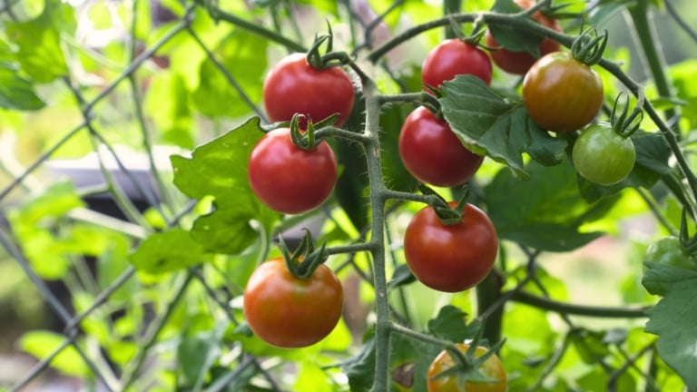 17 Tastiest Tomato Varieties for Fresh Eating