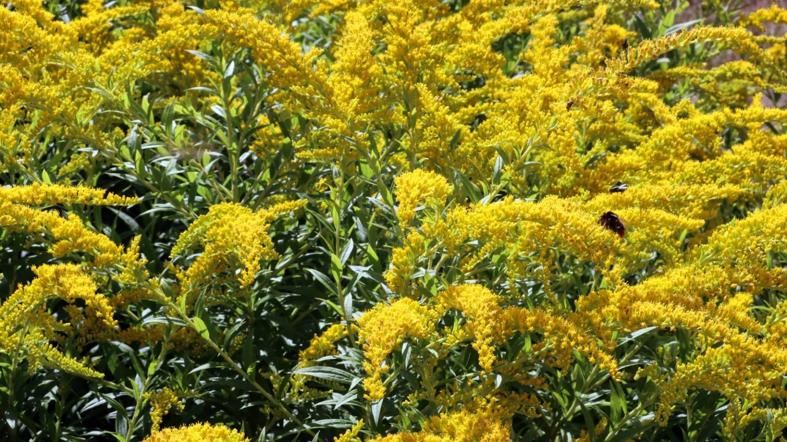 17 Wildflowers That Bloom in Fall