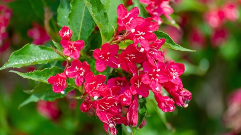 17 Gorgeous and Deer-Resistant Weigela Varieties for Your Garden