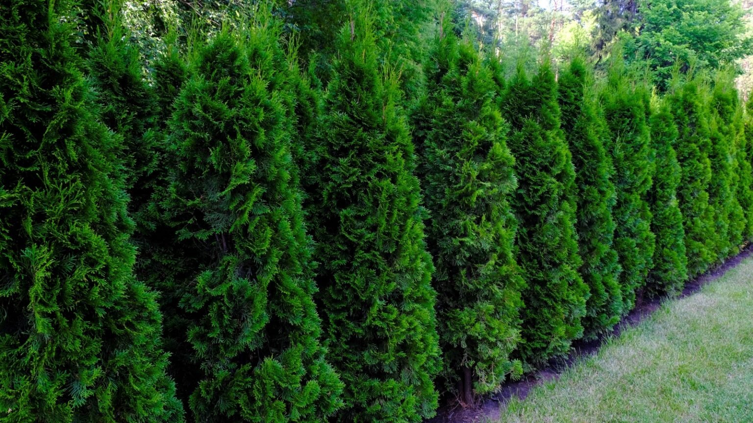 12 Narrow Columnar Trees for Small Spaces - Epic Gardening