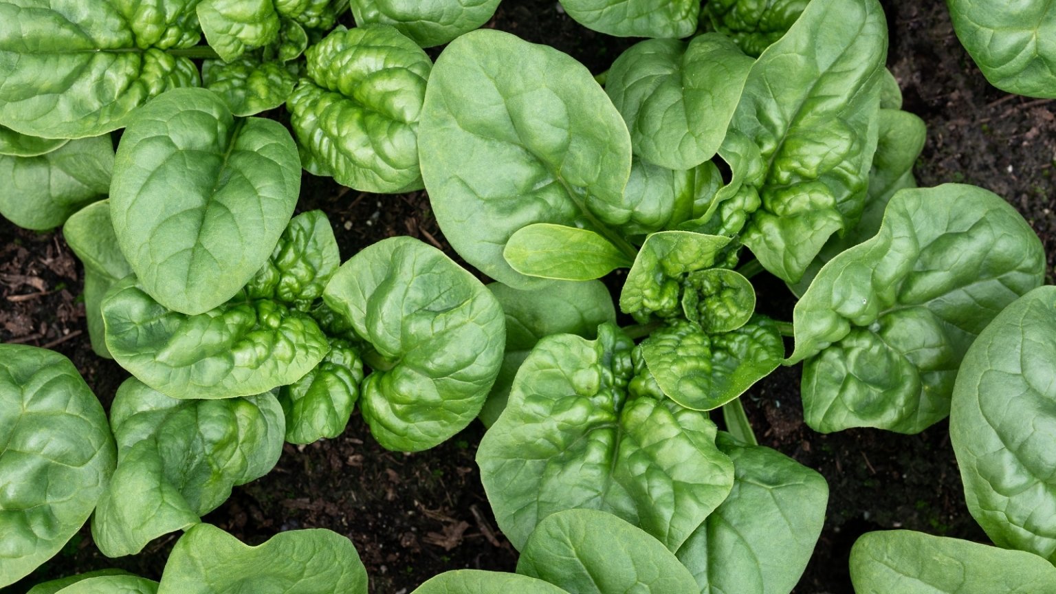 13 Best Bolt-Resistant Crops For Your Vegetable Garden