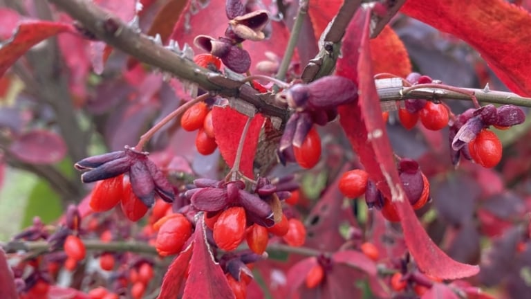 16 Pretty Garden Shrubs with Red Berries