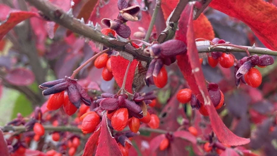 16 Pretty Garden Shrubs with Red Berries