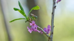 How to Plant, Grow, and Care For Daphne Shrubs