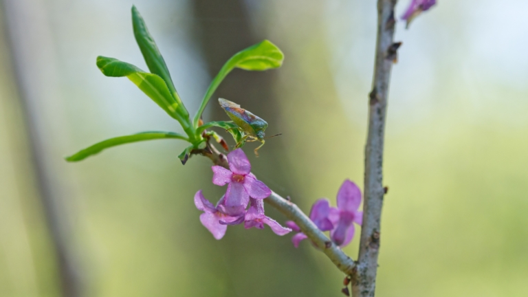 How to Plant, Grow, and Care For Daphne Shrubs
