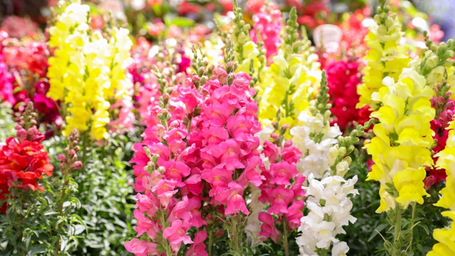 11 Seeds You Can Start in January - Epic Gardening