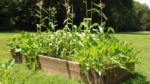How to Grow Corn in Raised Beds: A Complete Guide