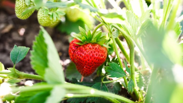 Strawberry Growth Stages: How Fast do Strawberries Grow?