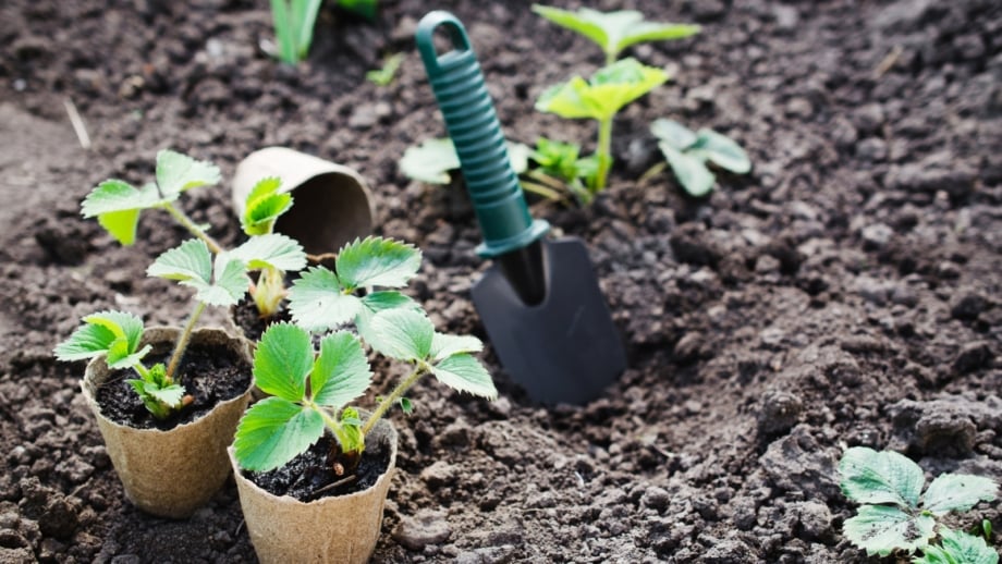 Bare-root Strawberries vs. Plugs: Which is Better?