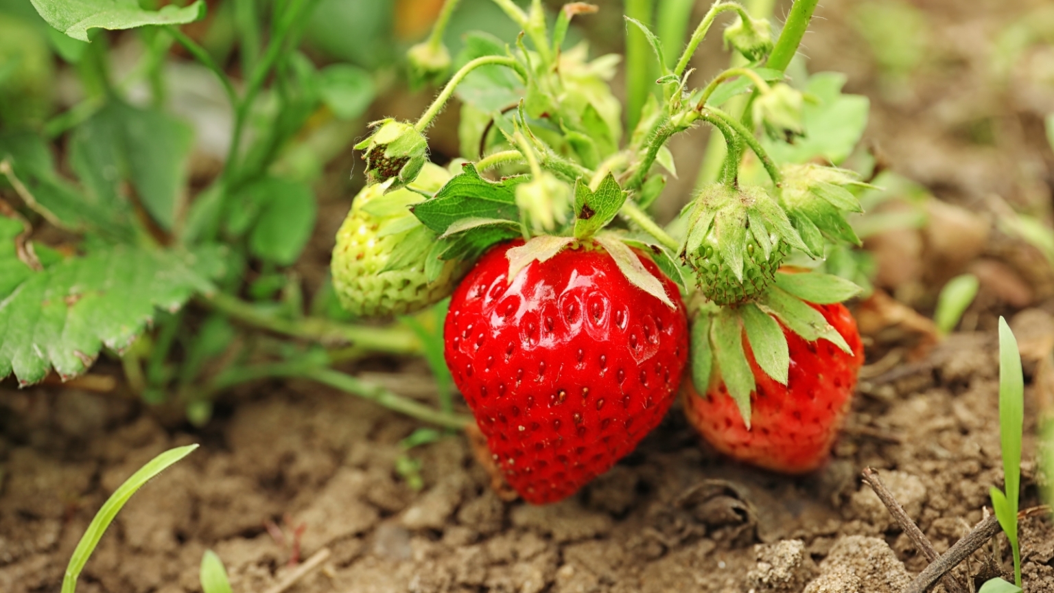 11 Strawberry-Growing Mistakes to Avoid This Year