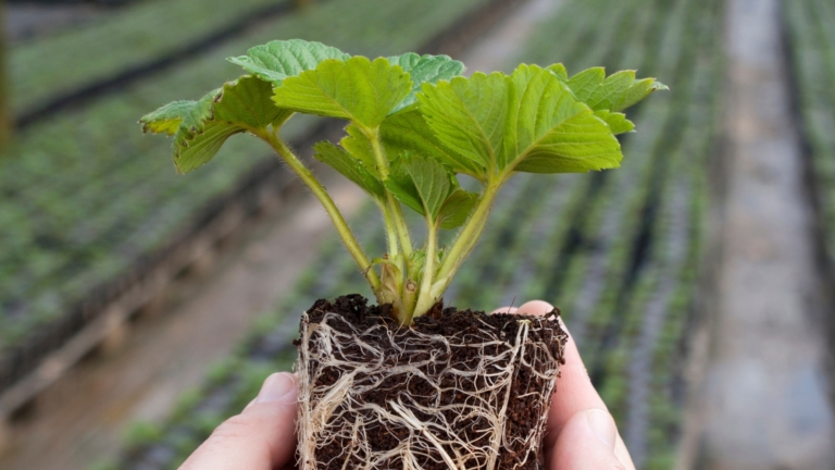 Bare-root Strawberries vs. Plugs: Which is Better?