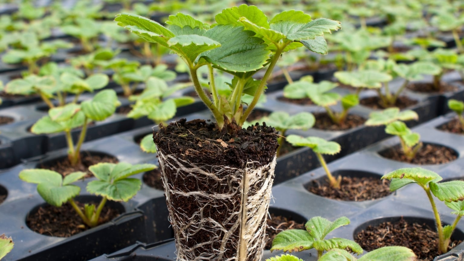 Bare Root Strawberries: How and When To Plant Them