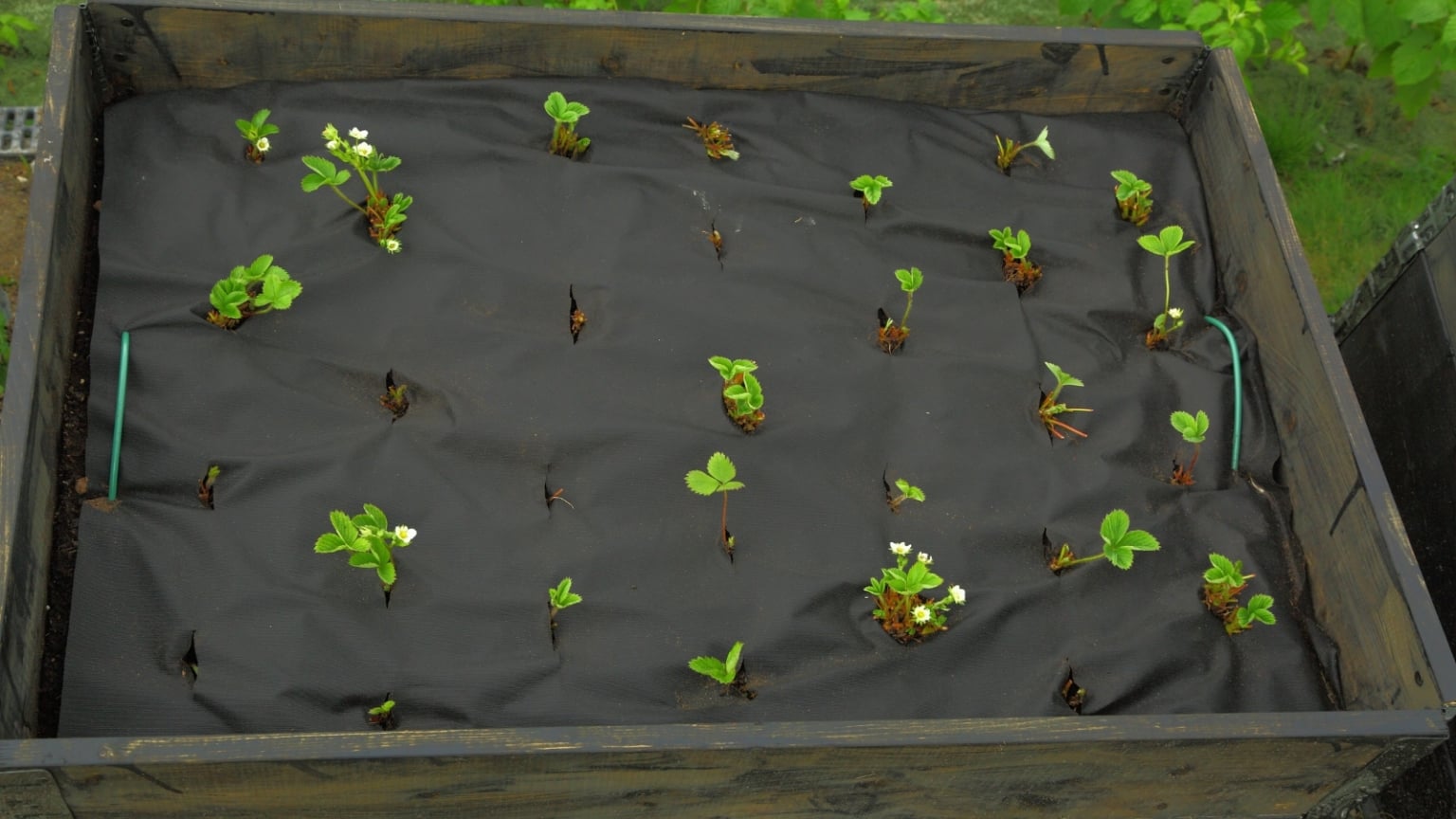Bare-root Strawberries vs. Plugs: Which is Better?