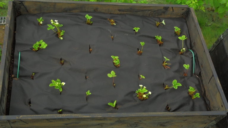 Bare-root Strawberries vs. Plugs: Which is Better?