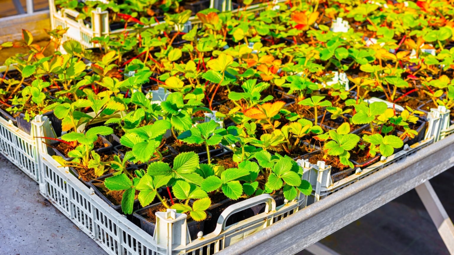 Bare-root Strawberries vs. Plugs: Which is Better?