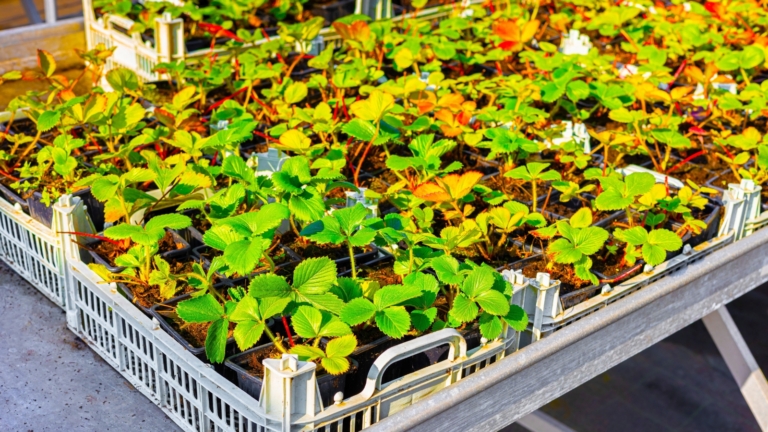 Bare-root Strawberries vs. Plugs: Which is Better?