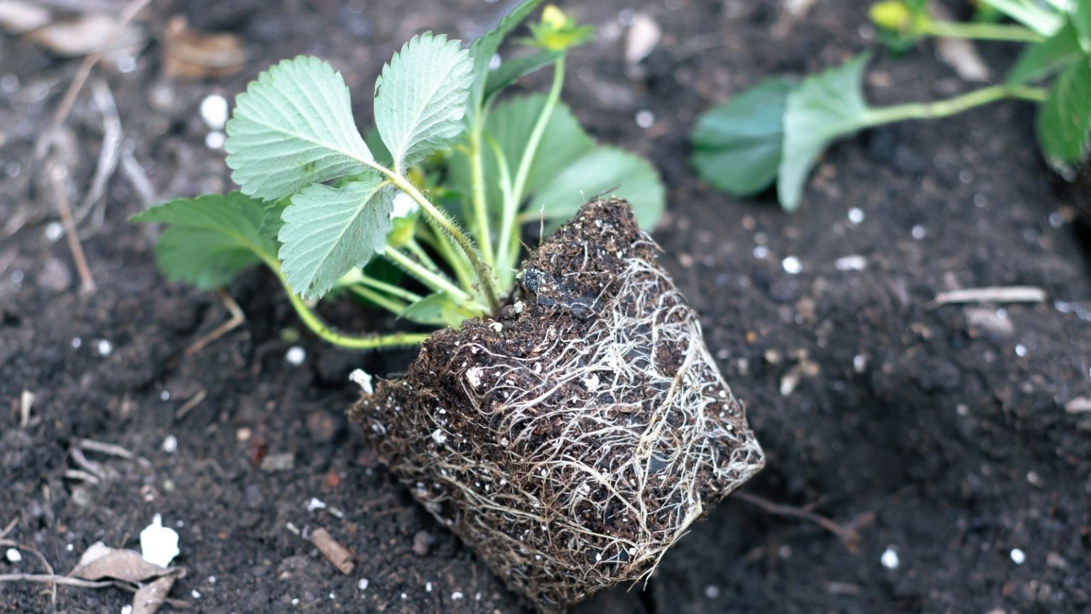 Bare Root Strawberries: How and When To Plant Them