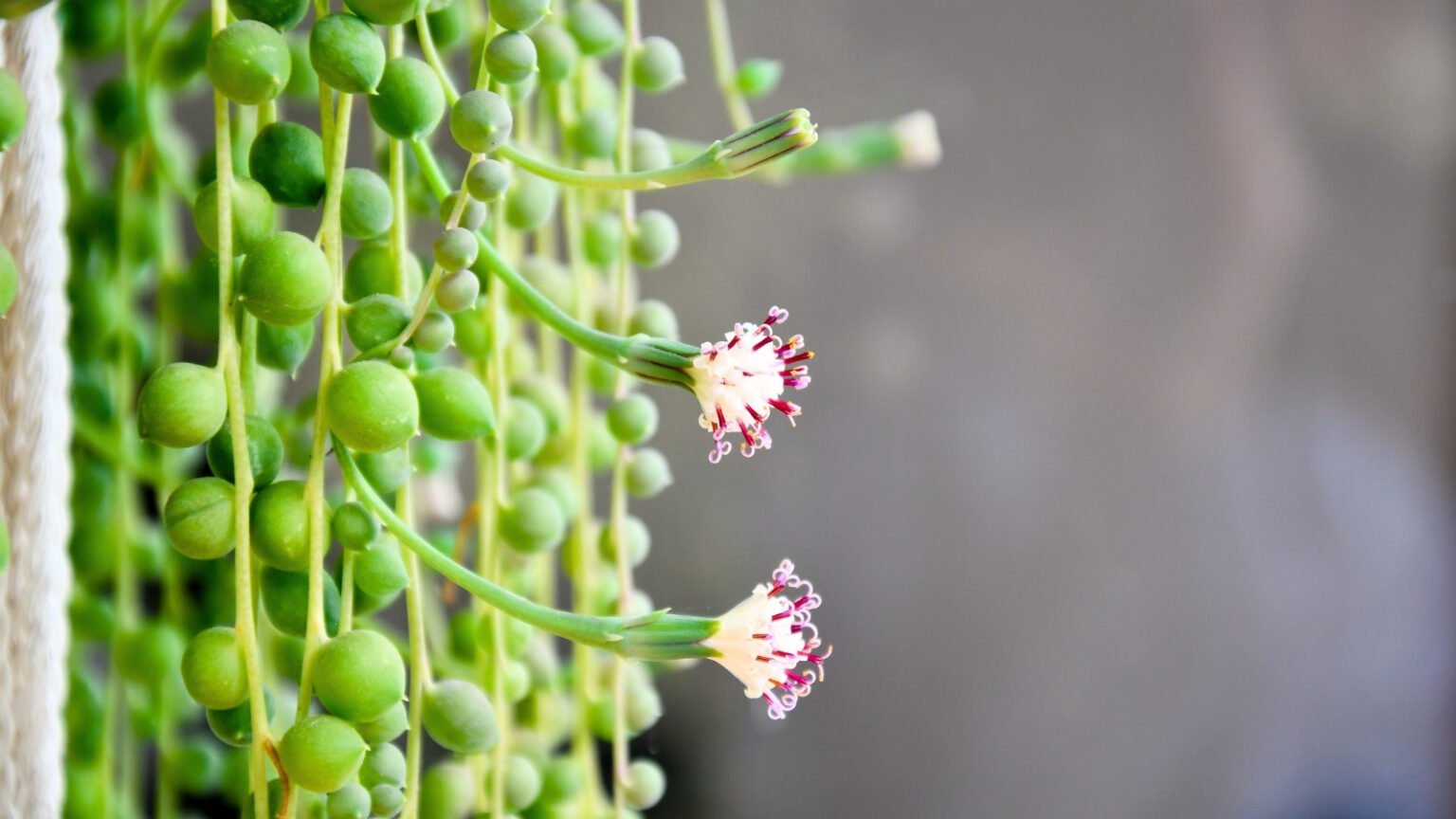 How to Plant, Grow, and Care for String of Pearls