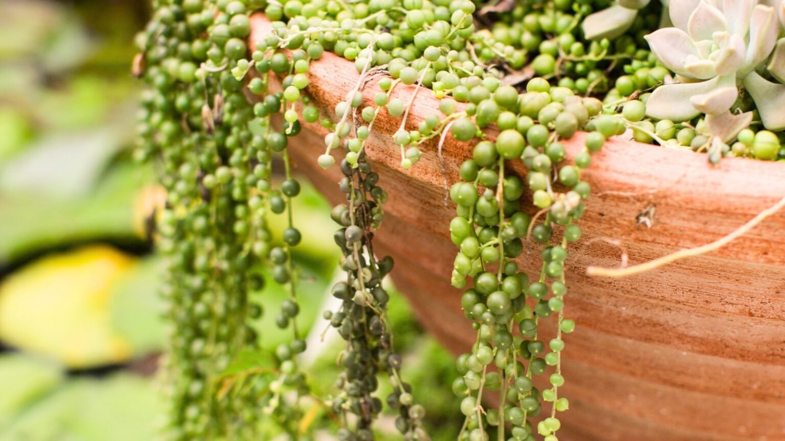 How to Plant, Grow, and Care for String of Pearls