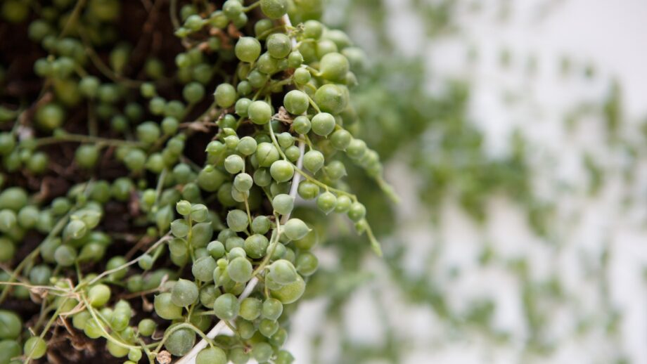 How to Plant, Grow, and Care for String of Pearls